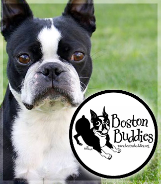 Rescue Organizations – Dog Dreams Foundation